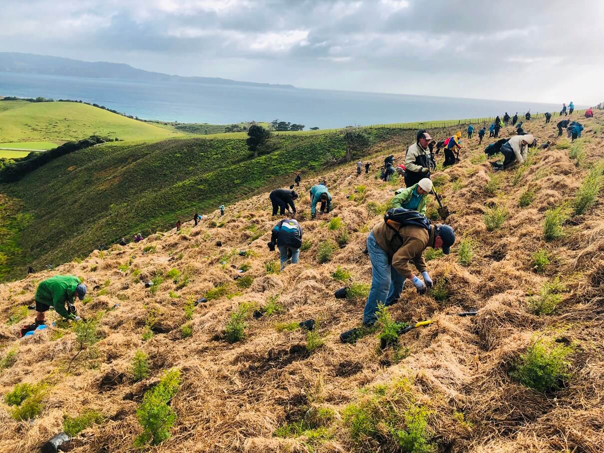Tree Planting - Chinmaya Mission NZ